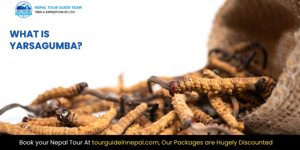 9 Science-Backed Yarsagumba Benefits In Nepal