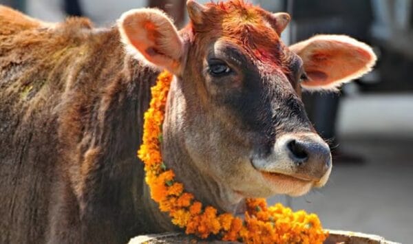 Tihar Diwali 2025: Dates, seasons special Nepal’s five-day festival