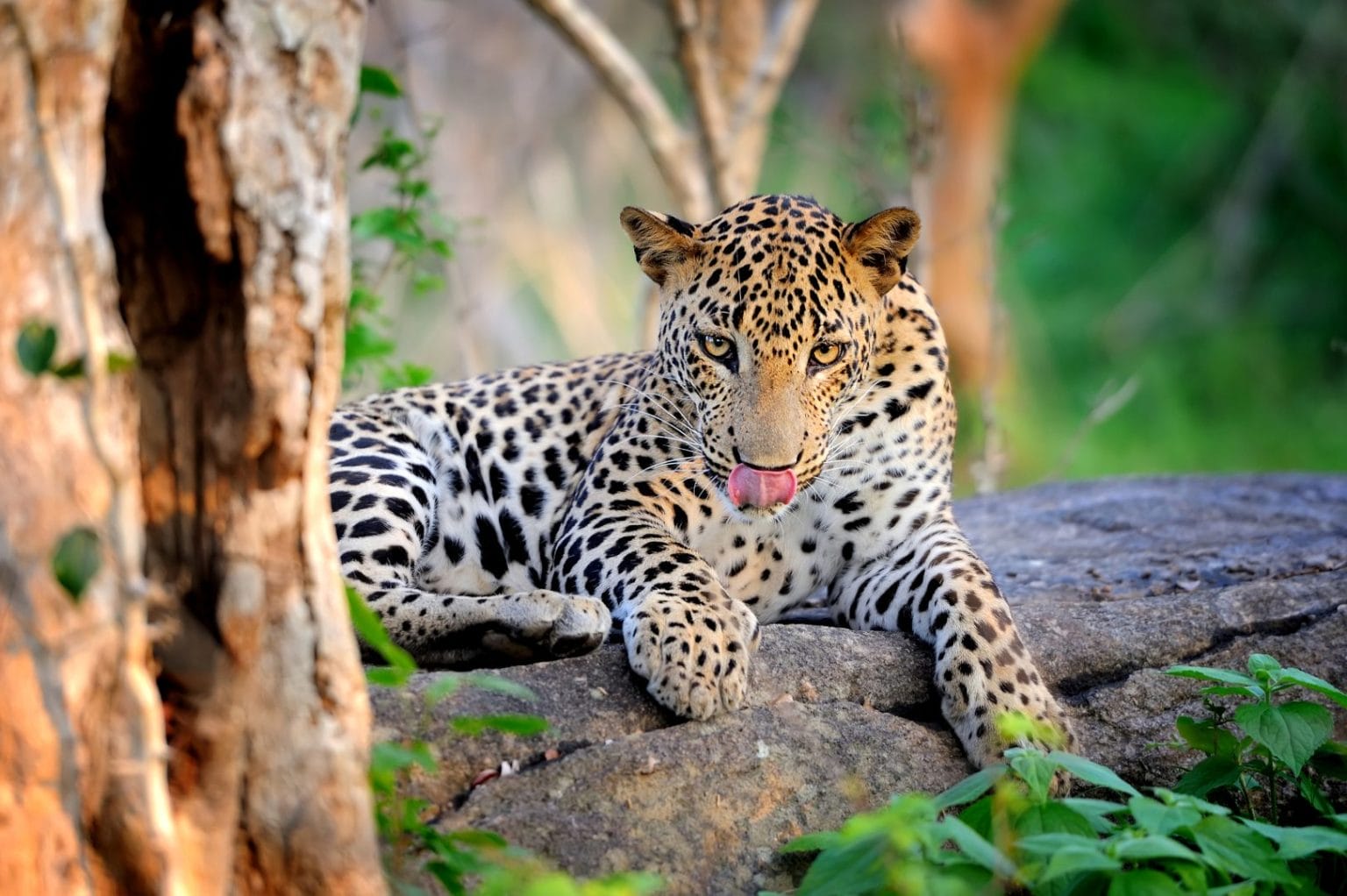 Chitwan National Park Wildlife Guide: Tigers, Rhinos, Birds & Best